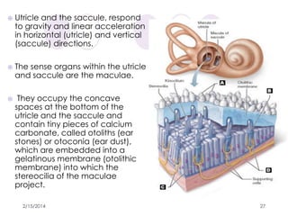 Saccule And Utricle Anatomy