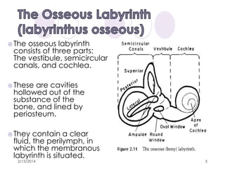 anatomy of inner ear by dr. ravindra daggupati | PPTX
