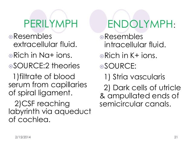 anatomy of inner ear by dr. ravindra daggupati