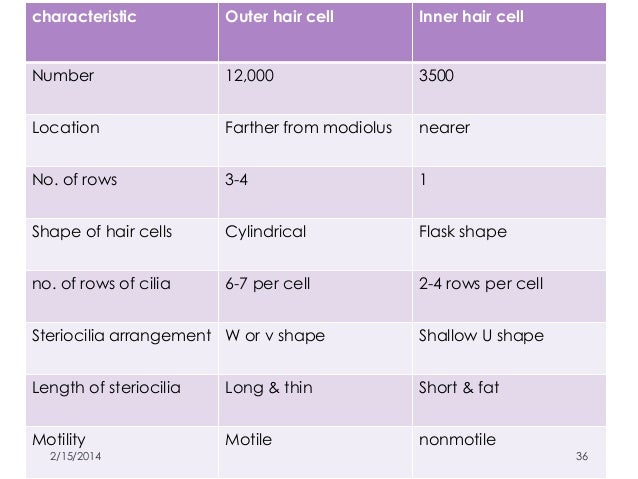 anatomy of inner ear by dr. ravindra daggupati
