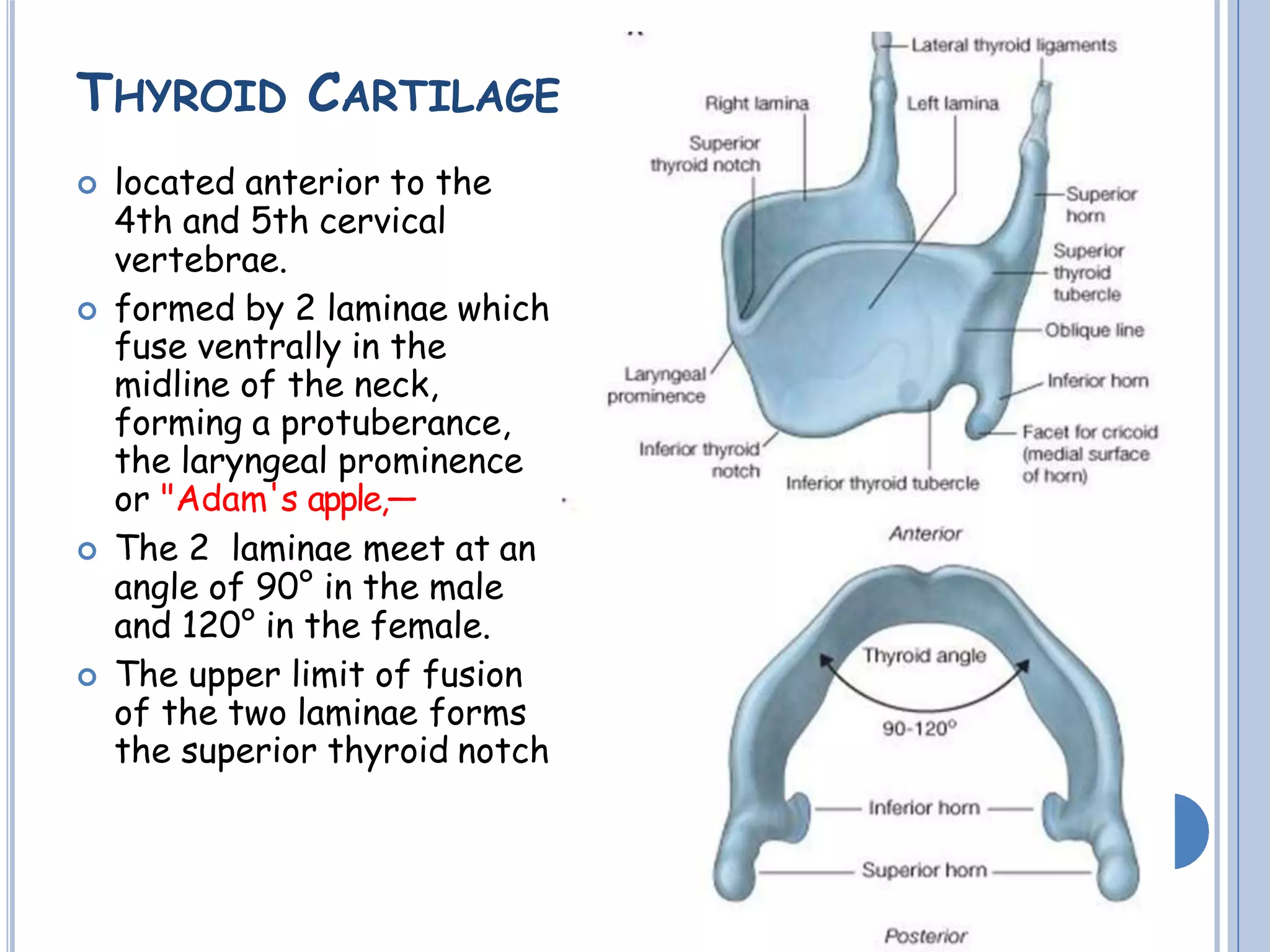 ANATOMY OF LARYNX | PPTX