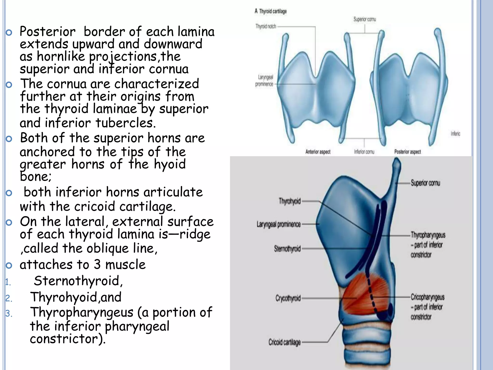 ANATOMY OF LARYNX | PPTX