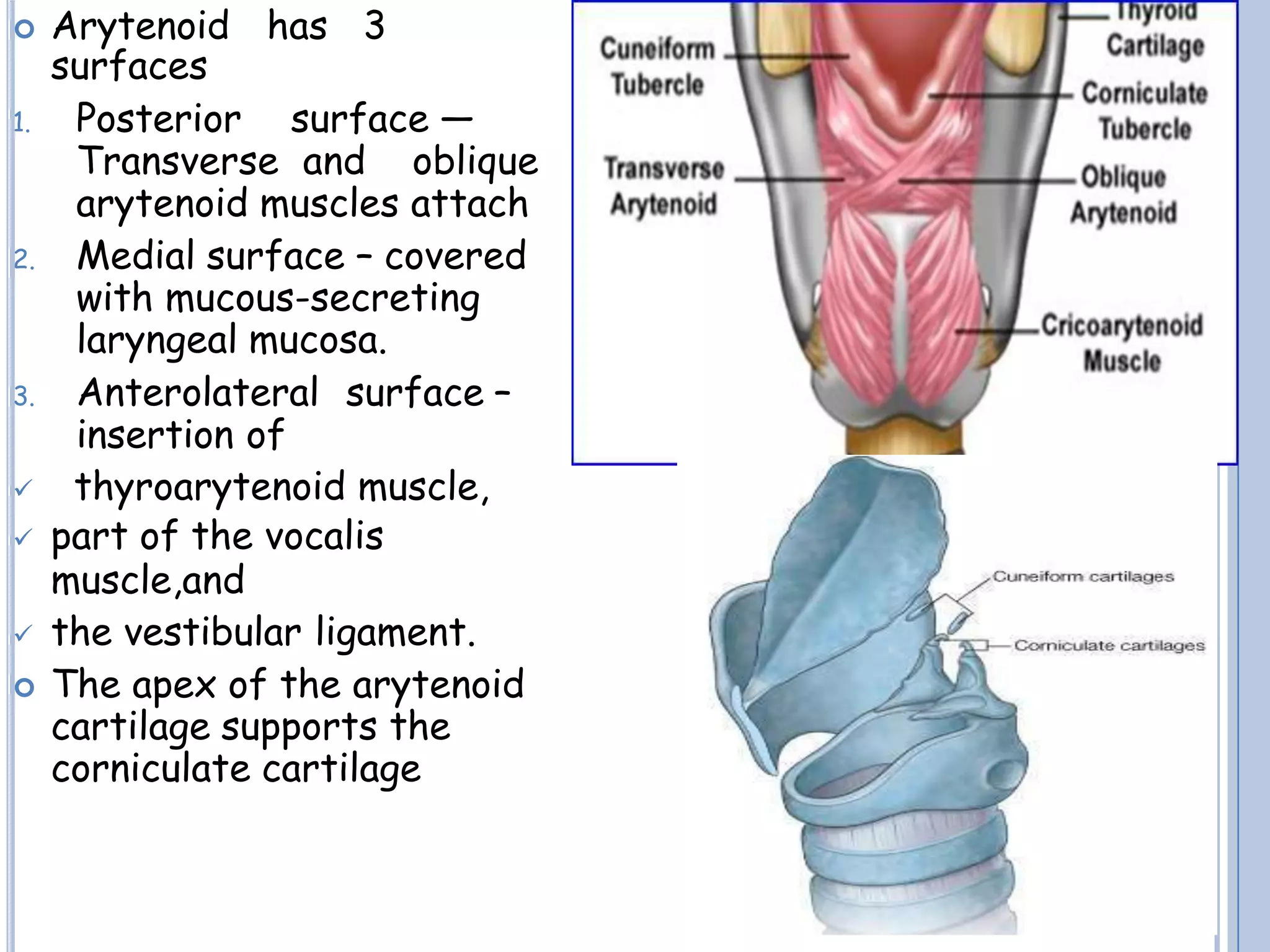 ANATOMY OF LARYNX | PPTX