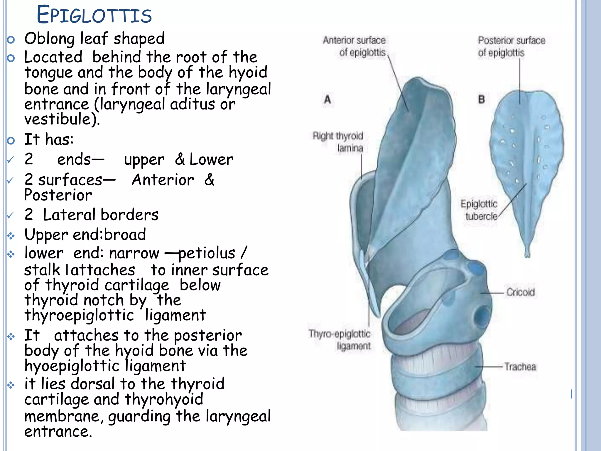 ANATOMY OF LARYNX | PPTX