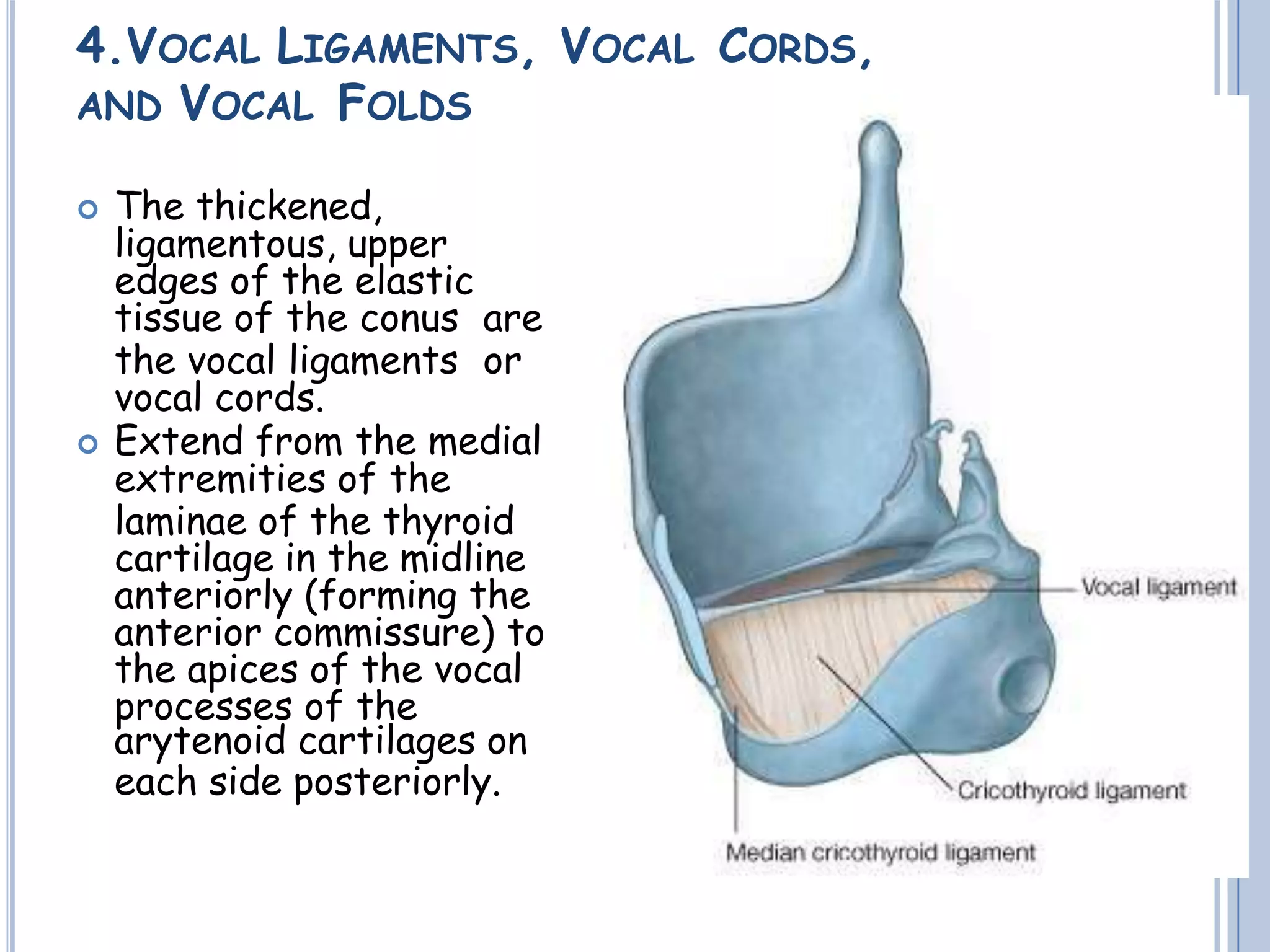 ANATOMY OF LARYNX | PPTX