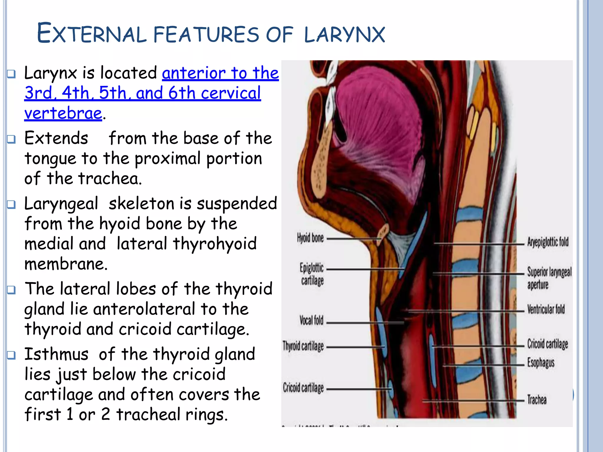 ANATOMY OF LARYNX | PPTX