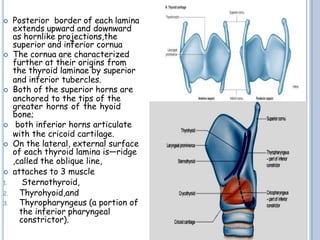 ANATOMY OF LARYNX | PPTX