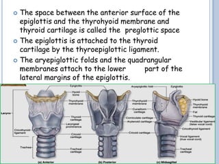 ANATOMY OF LARYNX | PPTX