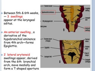 ANATOMY OF LARYNX | PPTX