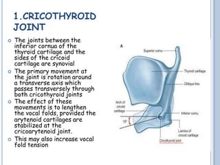ANATOMY OF LARYNX | PPTX