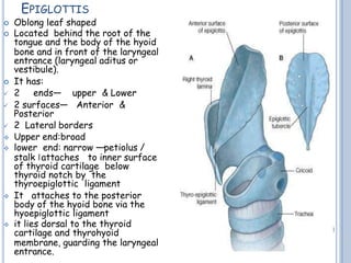 Aditus Larynx