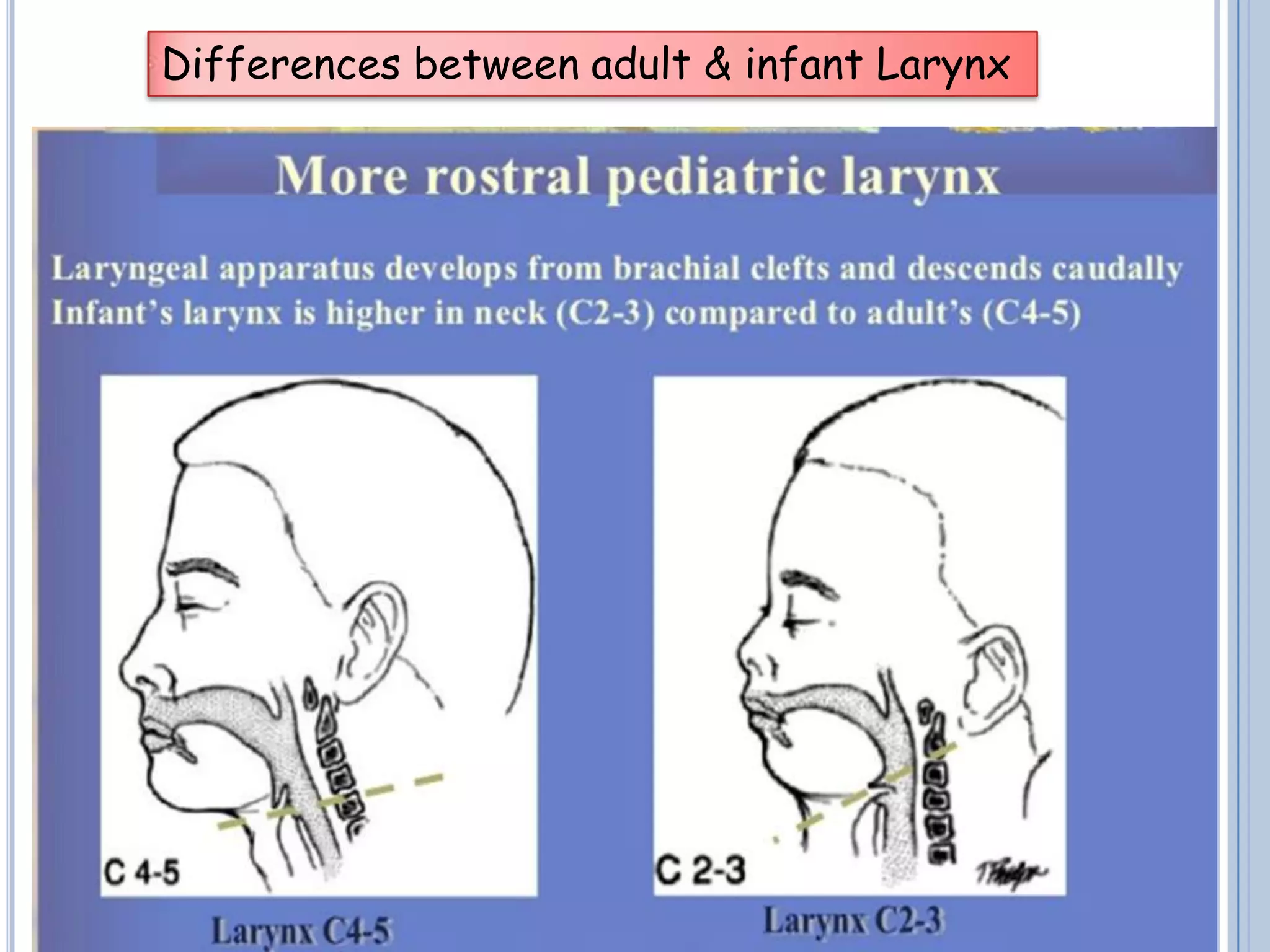 anatomy of larynx by ravindra daggupati | PPTX