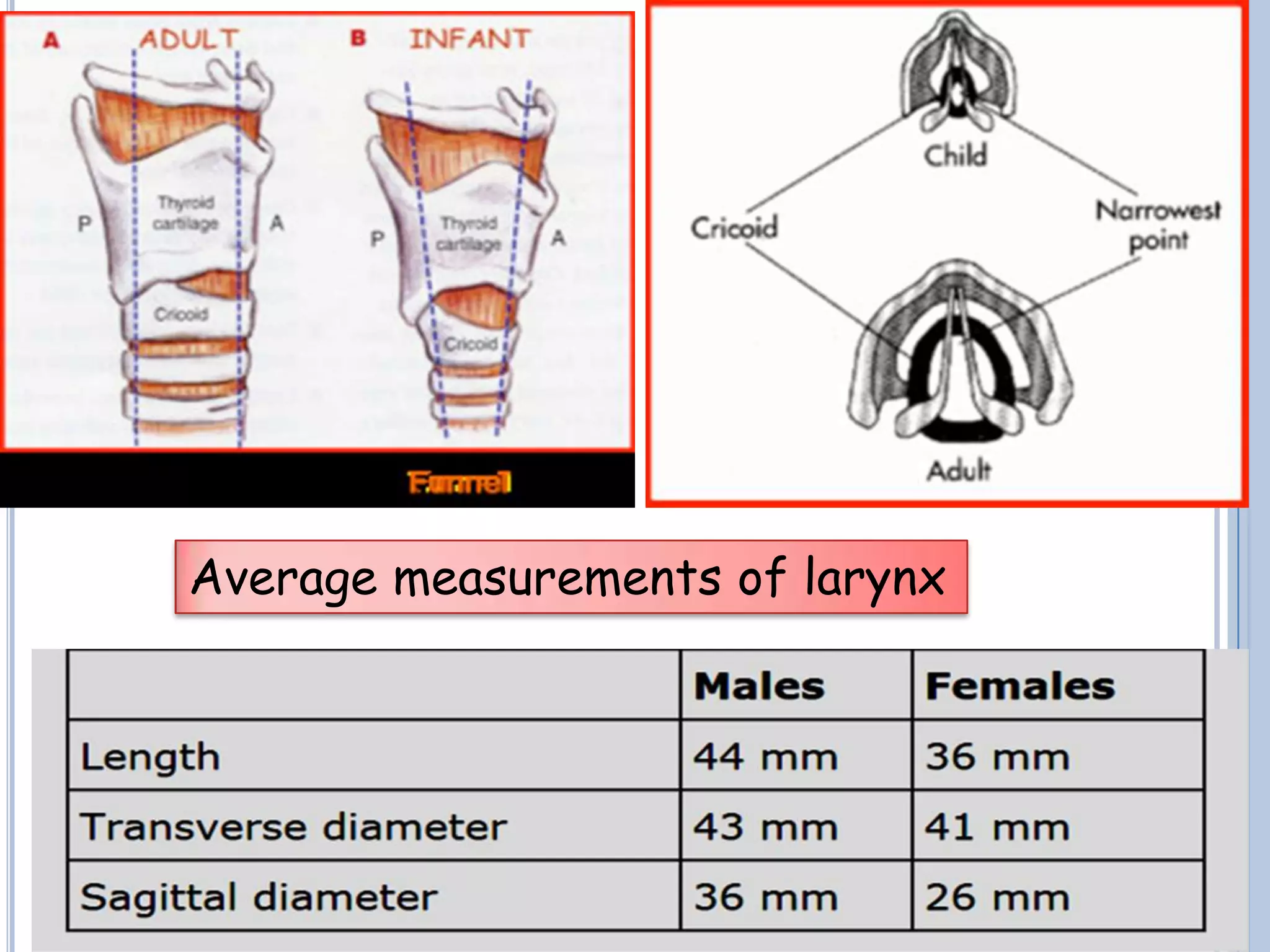 anatomy of larynx by ravindra daggupati | PPTX
