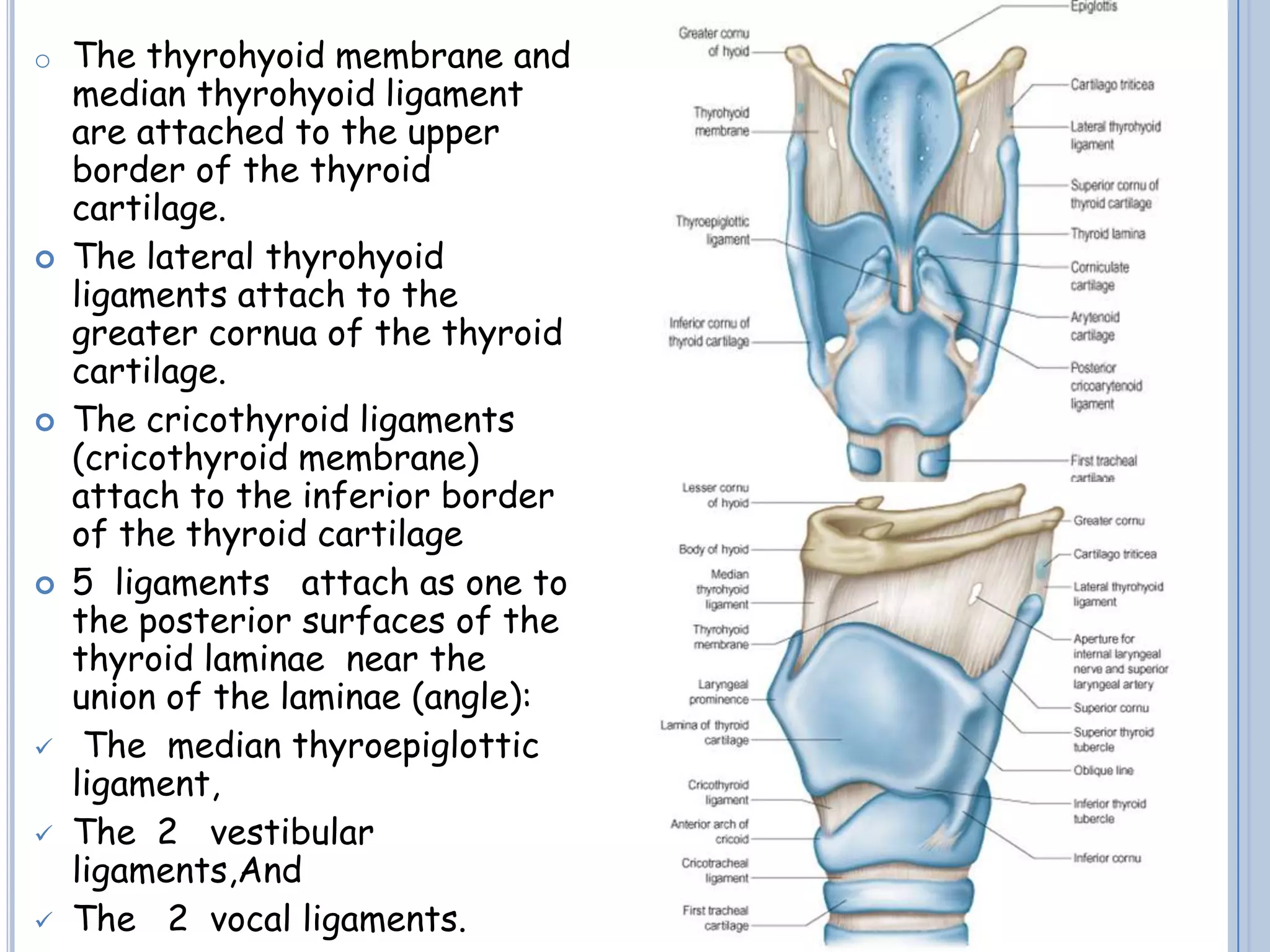 anatomy of larynx by ravindra daggupati | PPTX