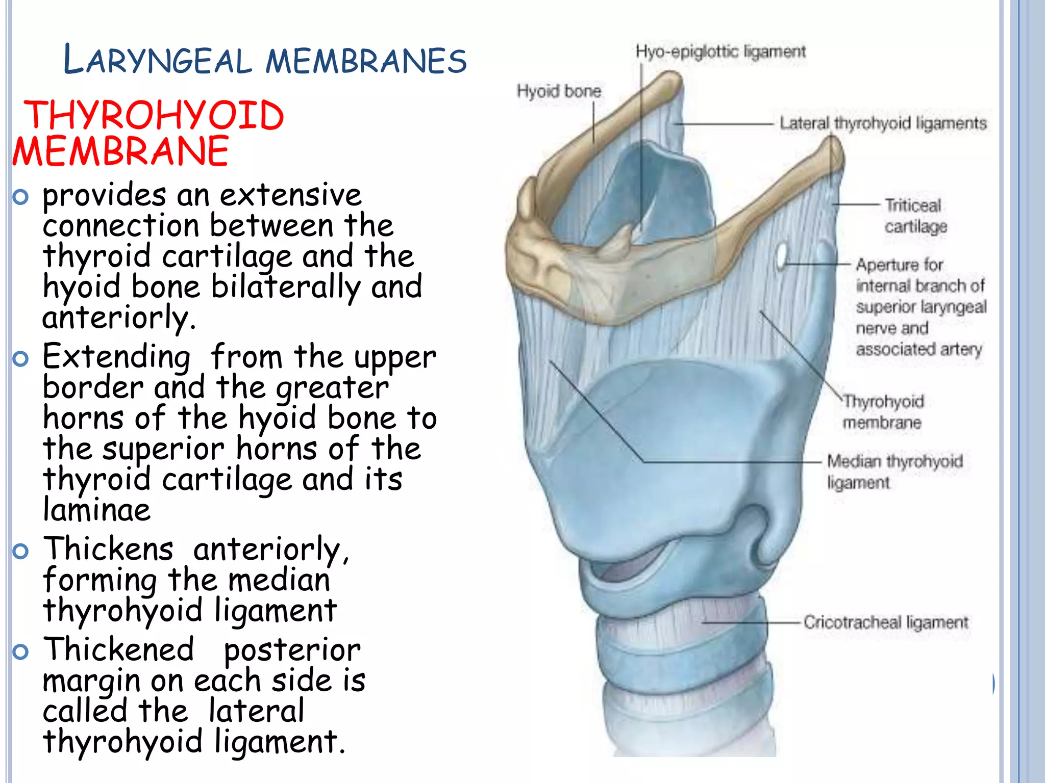 anatomy of larynx by ravindra daggupati | PPTX
