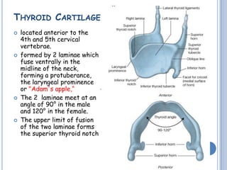 Thyroid Cartilage Anatomy