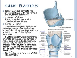Lower Conus Elasticus