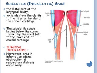 anatomy of larynx by ravindra daggupati | PPTX