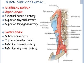 anatomy of larynx by ravindra daggupati | PPT
