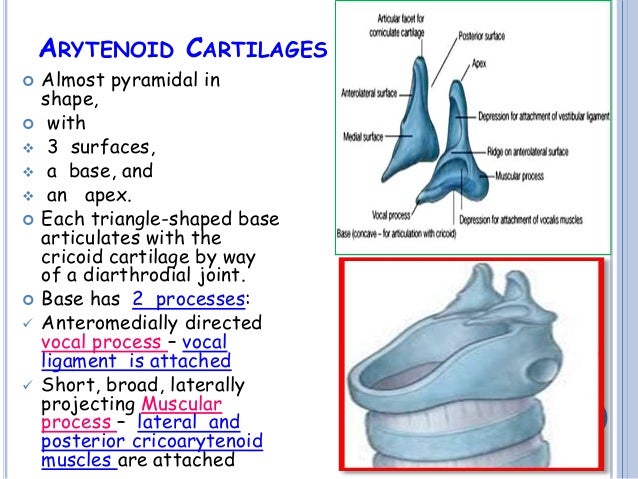 Arytenoid Cartilage Muscular Process