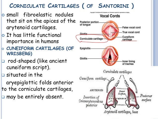 anatomy of larynx by ravindra daggupati