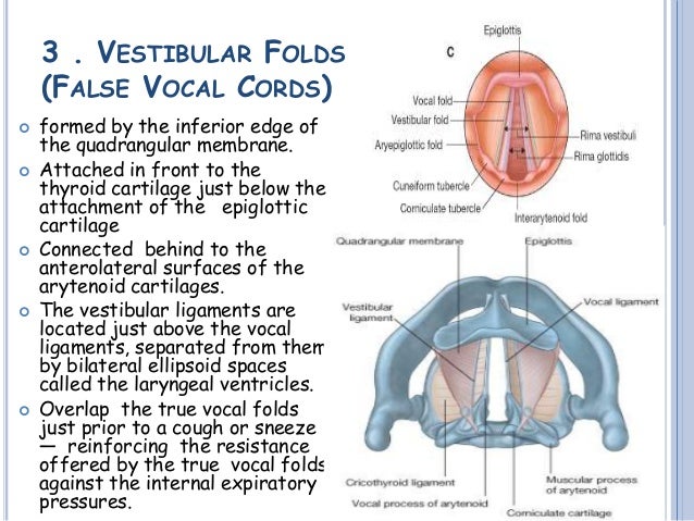 anatomy of larynx by ravindra daggupati