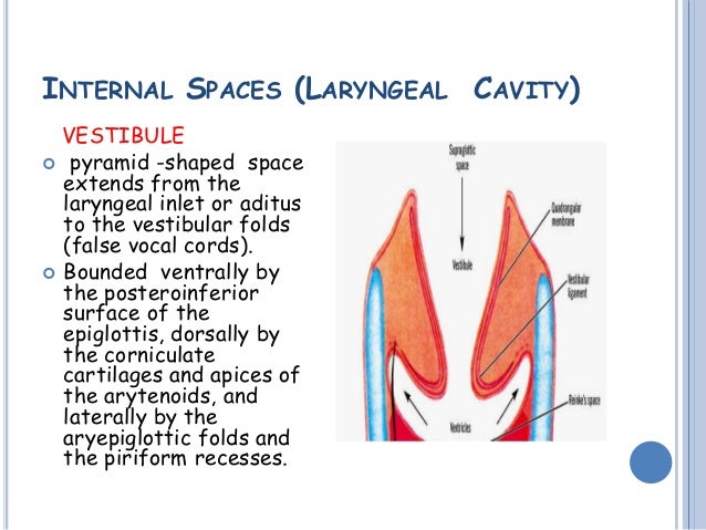 anatomy of larynx by ravindra daggupati
