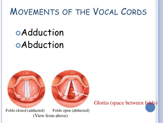 anatomy of larynx by ravindra daggupati