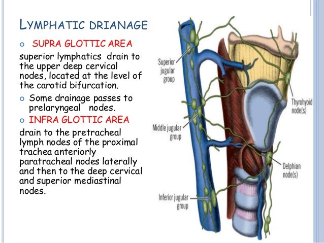 anatomy of larynx by ravindra daggupati