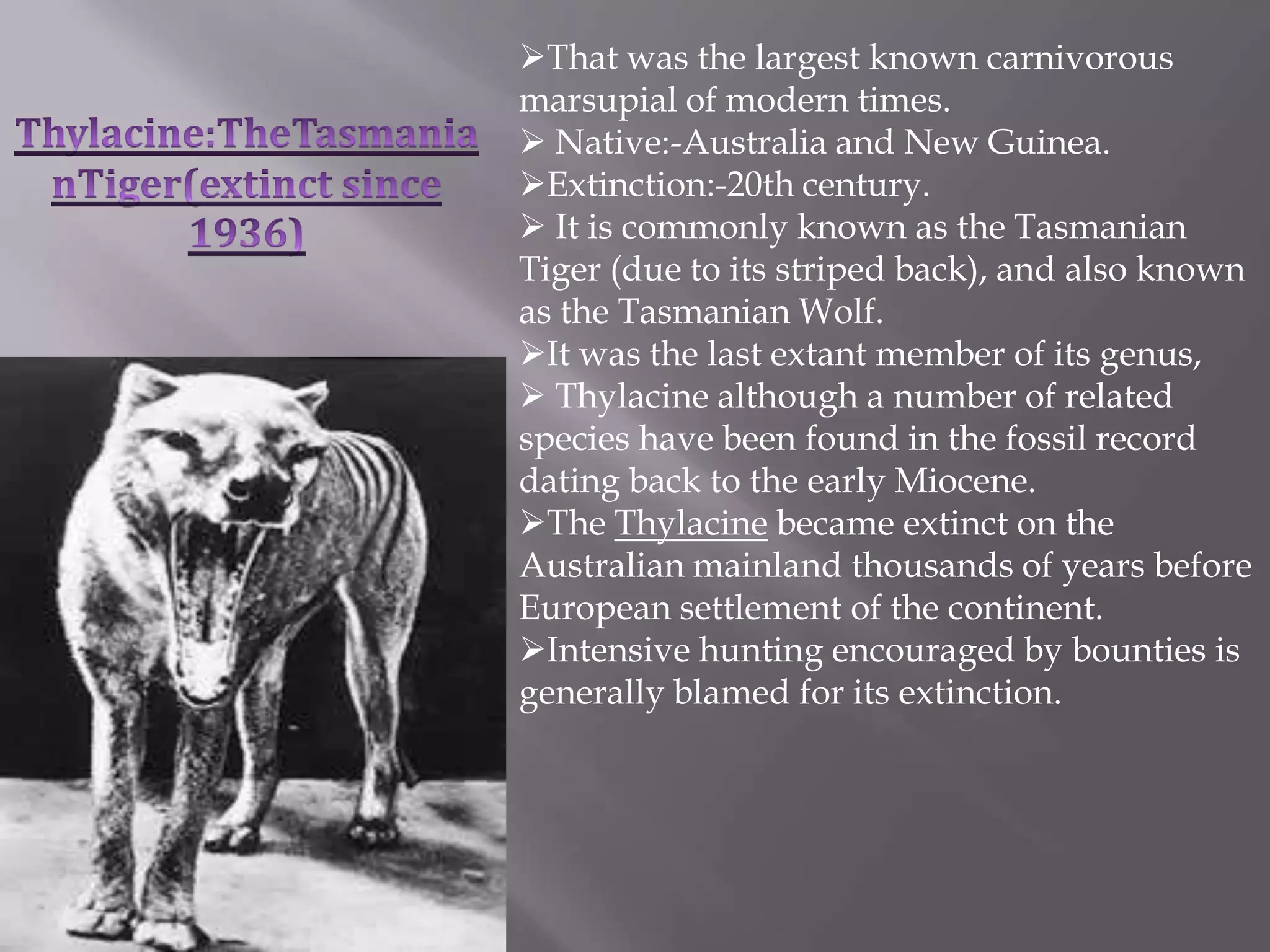 extinct animal and birds | PPTX