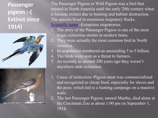 extinct animal and birds | PPTX