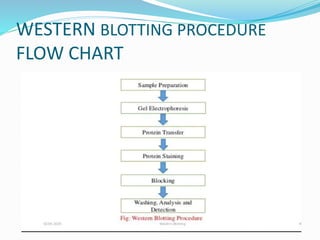 Western Blotting Flow Chart