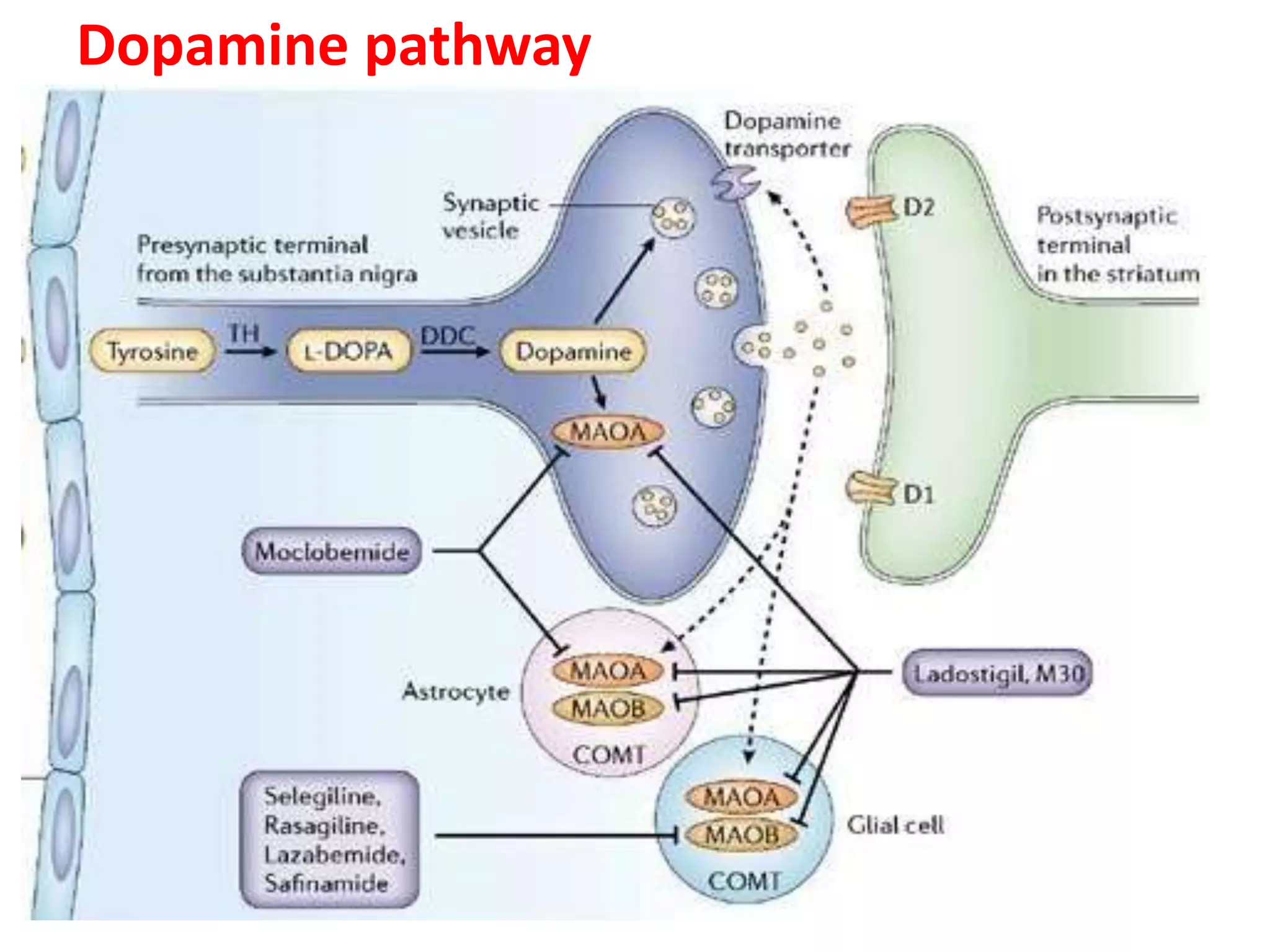 neurohumoral transmission in cns | PPTX