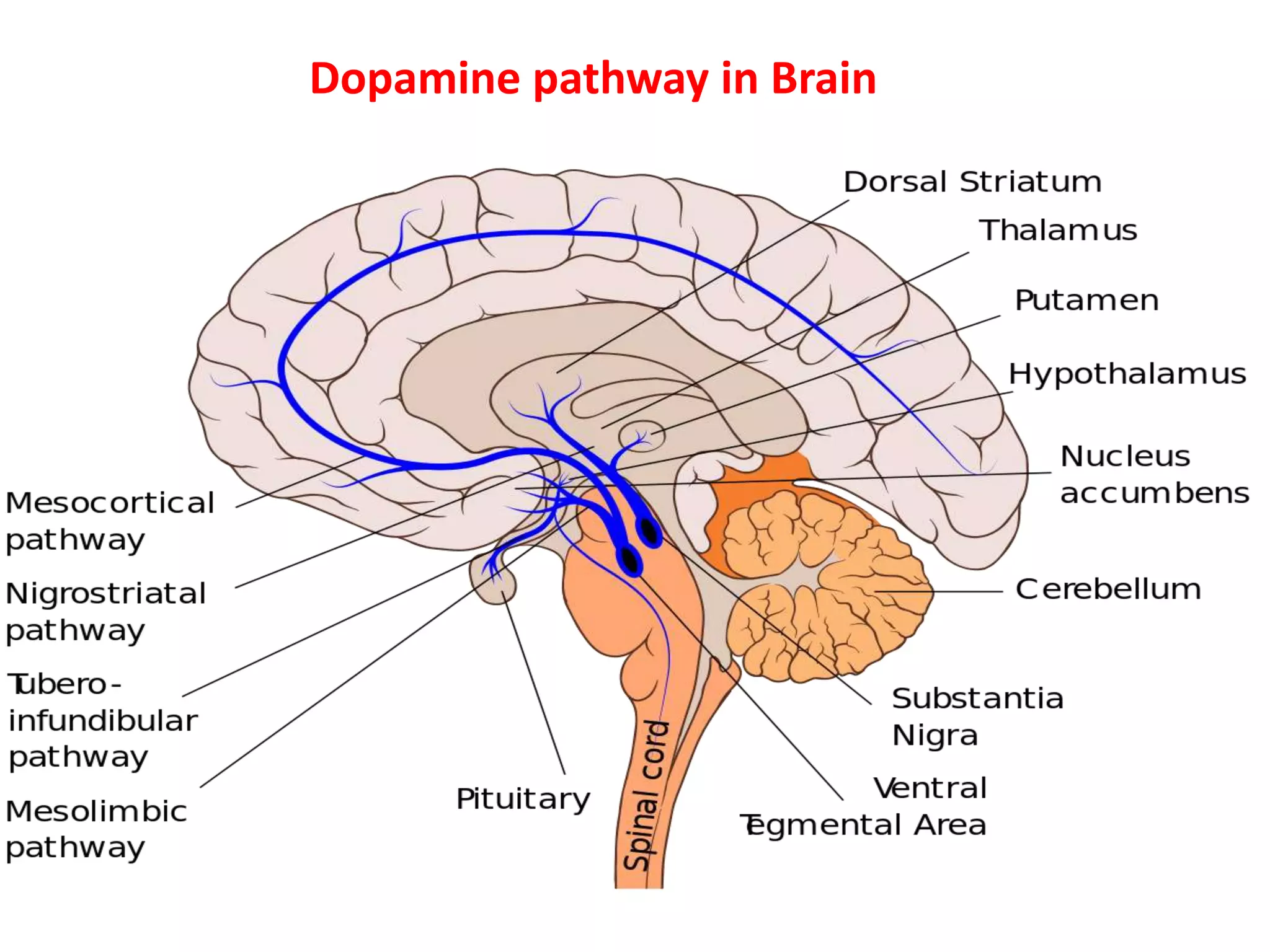 neurohumoral transmission in cns | PPTX