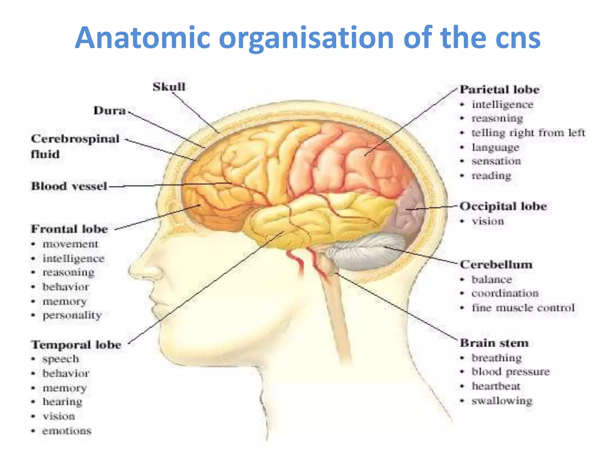 neurohumoral transmission in cns | PPTX