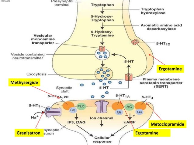 neurohumoral transmission in cns | PPTX