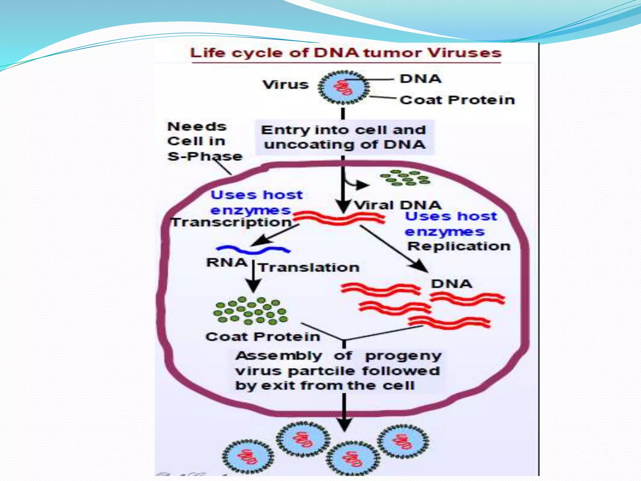 oncogenic viruses ppt. | PPTX