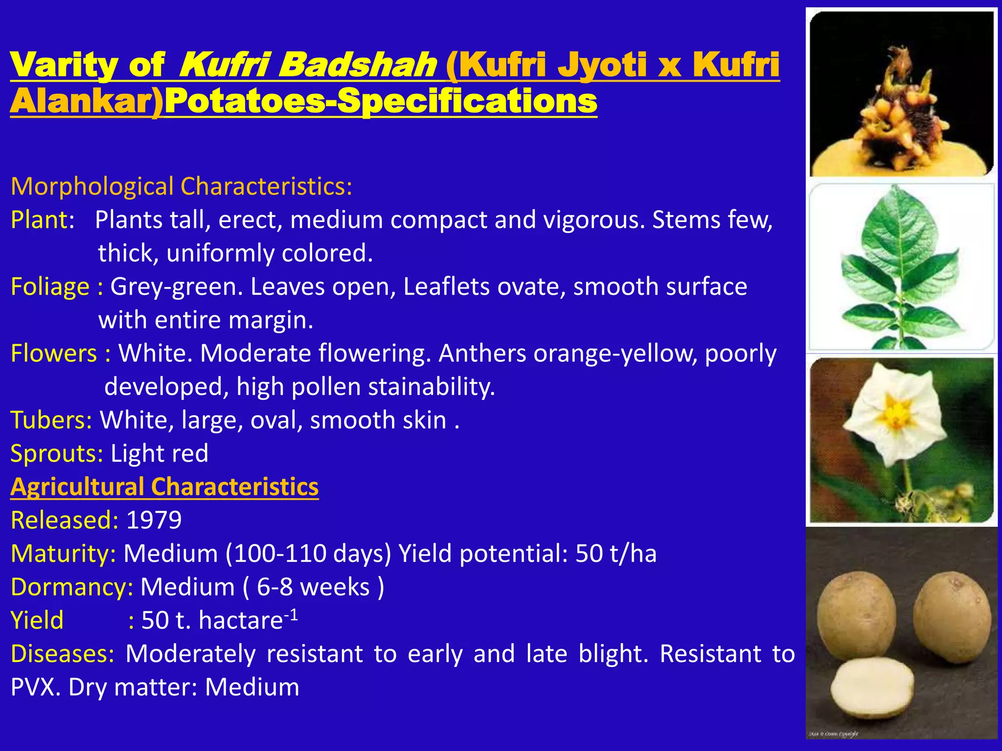 synopsis of potato experiment | PPTX