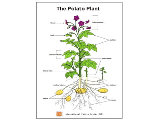 synopsis of potato experiment | PPTX