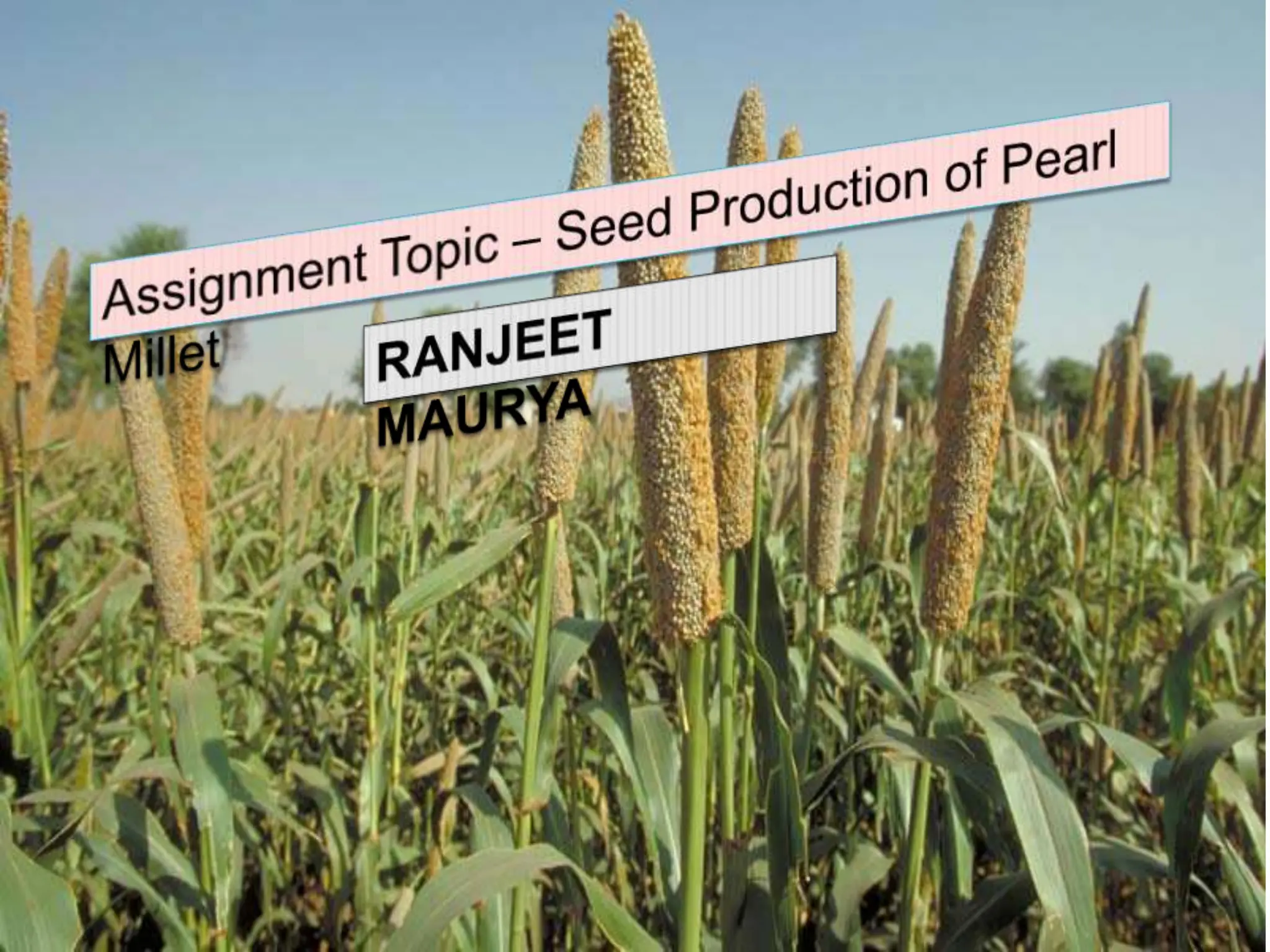 SEED PRODUCTION OF PEARLMILLET OF PPT RM | PPT