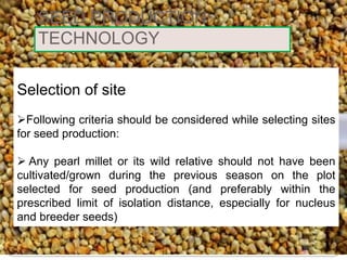 SEED PRODUCTION OF PEARLMILLET OF PPT RM | PPTX