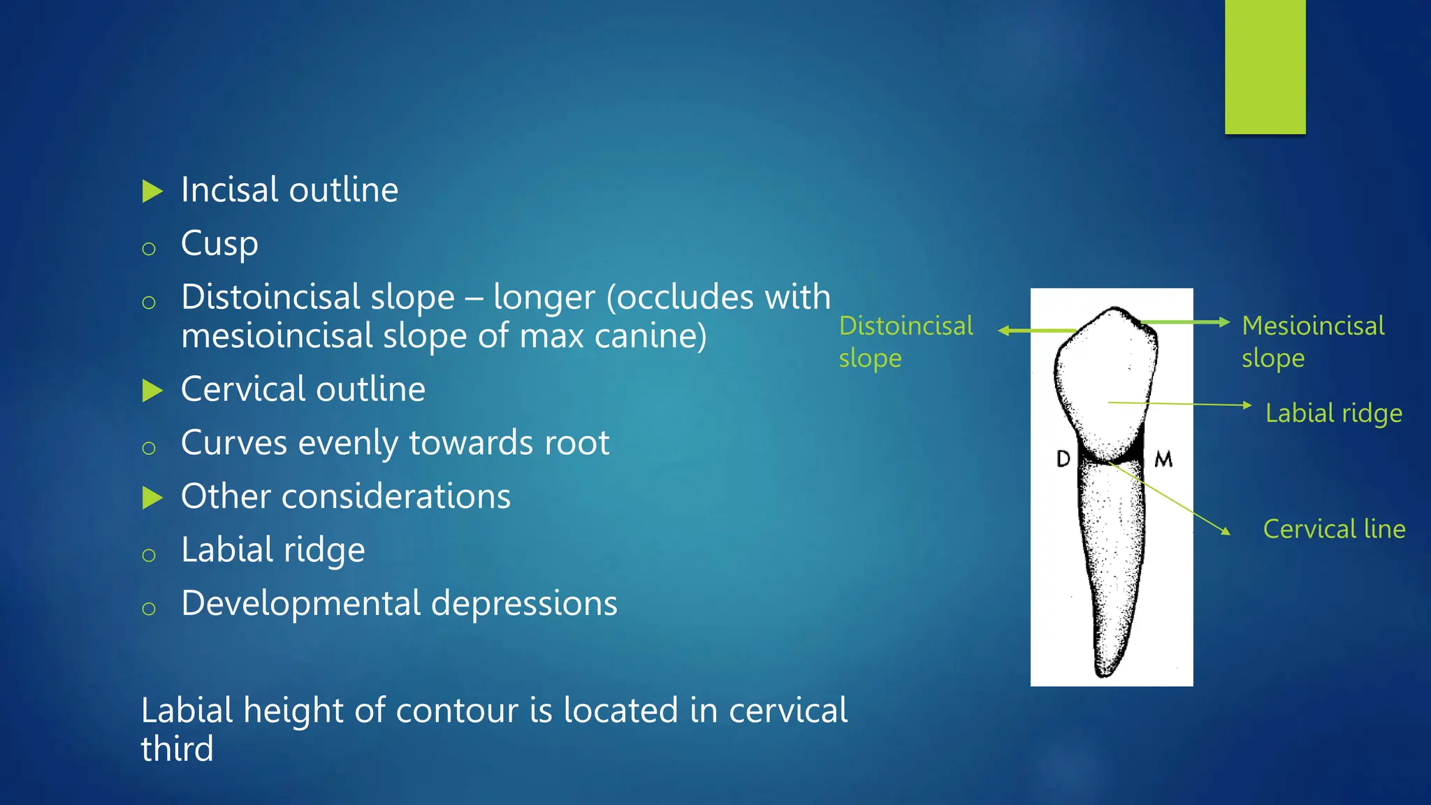 RAWAL Mandibular Canine tooth morpholo.pptx