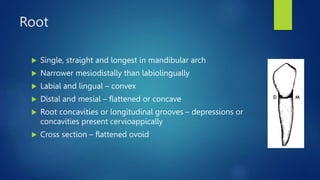 RAWAL Mandibular Canine tooth morpholo.pptx