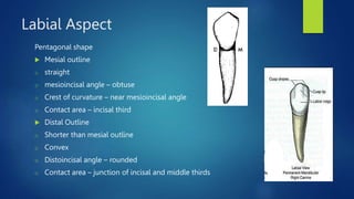 RAWAL Mandibular Canine tooth morpholo.pptx
