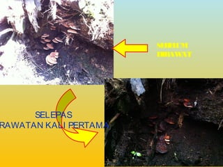 Rawatan ladang bukit bujang | PPT