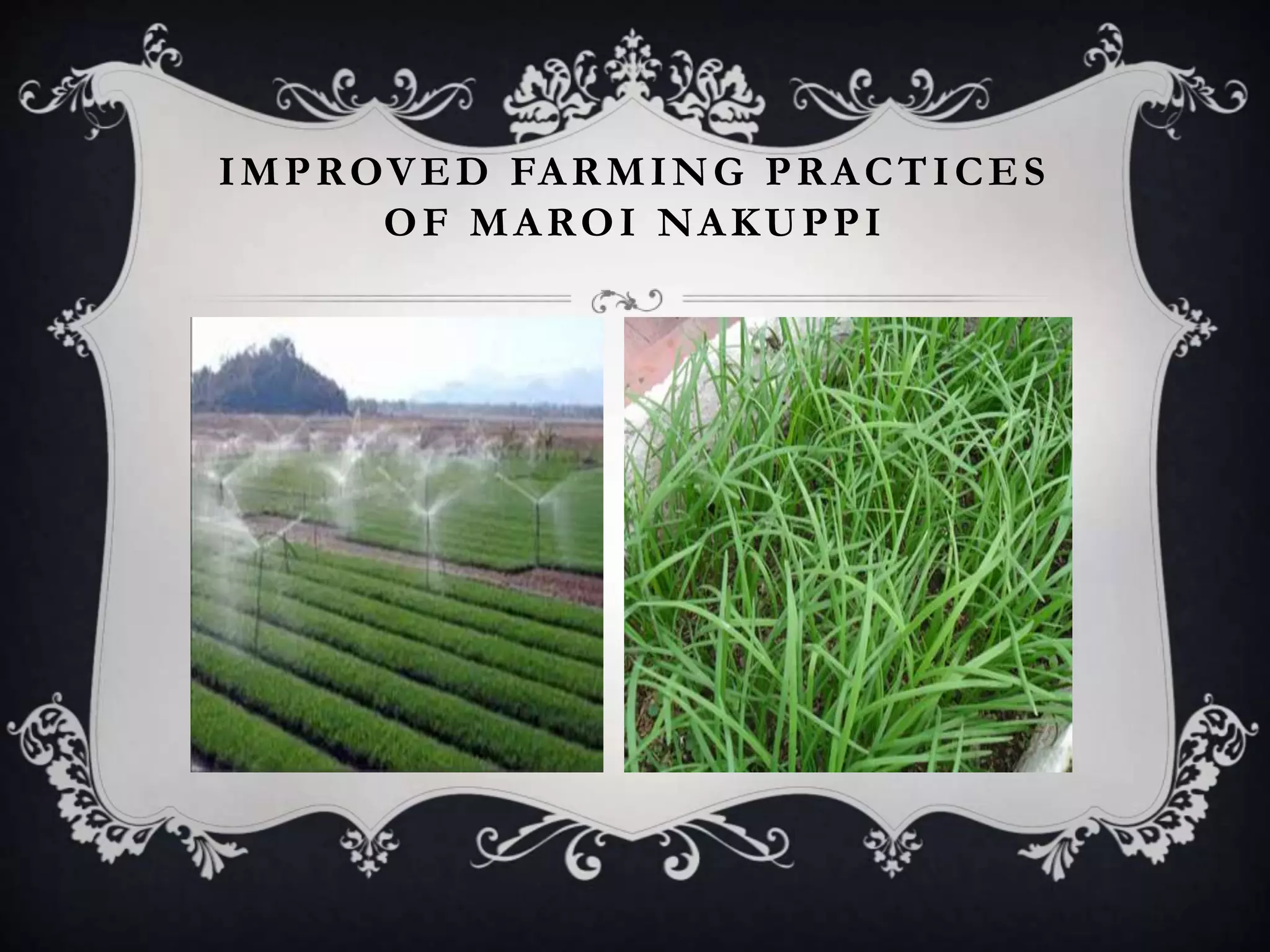 A Project report on agricultural sector of Manipur | PPTX