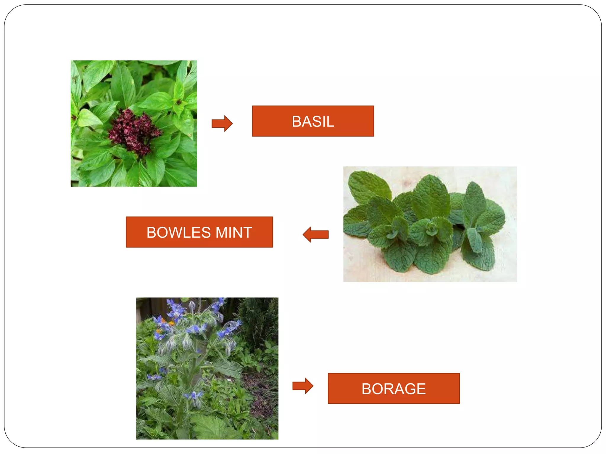 RAW MATERIAL PP.pptx