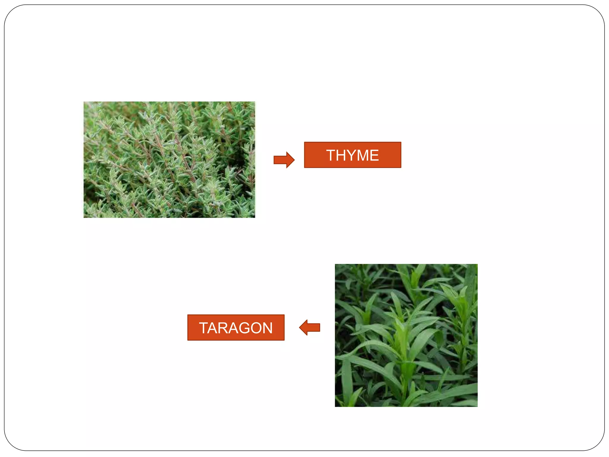 RAW MATERIAL PP.pptx