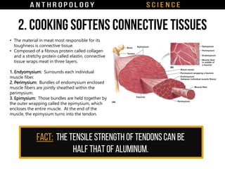 Raw meat vs Cooked Meat - Which is Healthier? | PDF