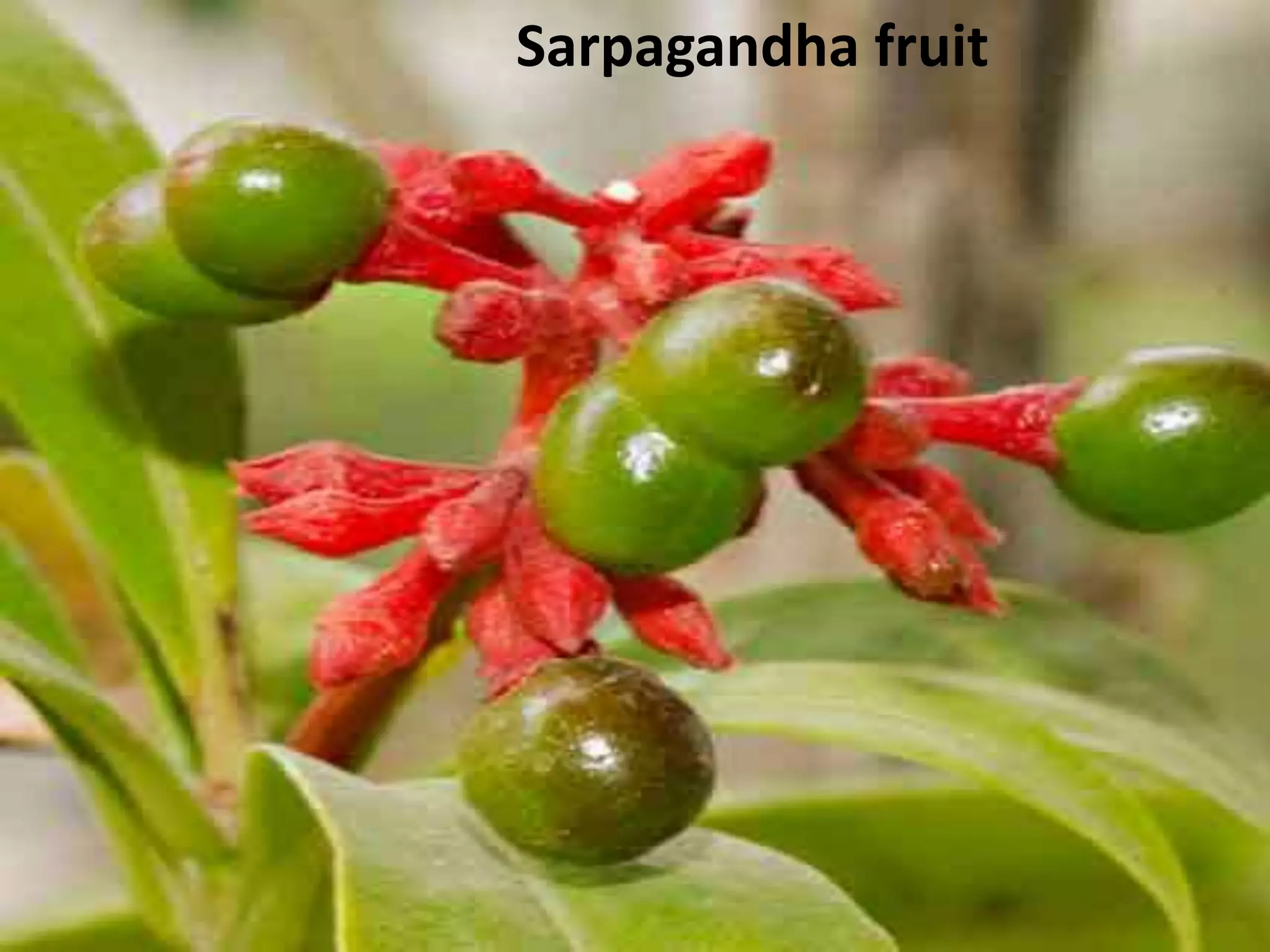 Rawolfia serpentina indian snake root ppt y.vani